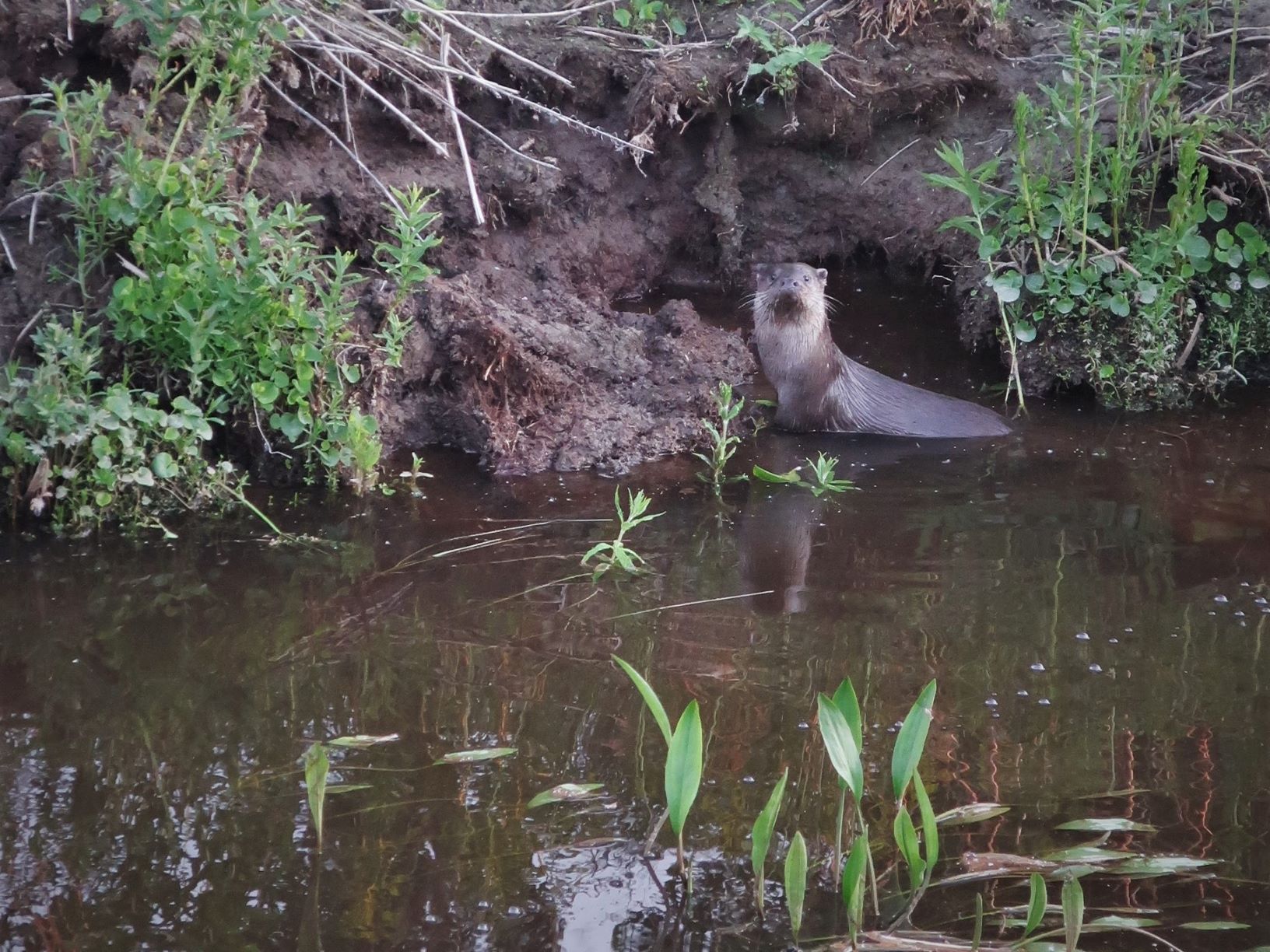 Kun saukko jäteongelman ratkaisi – Kaikki kiertoon!